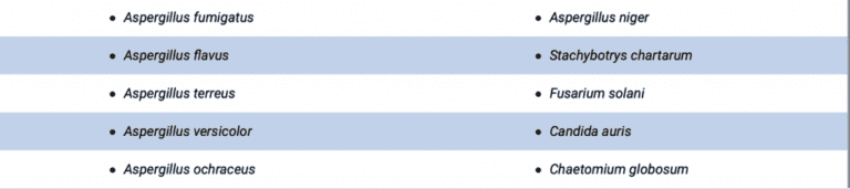 Find Mold in Your House: A Quick Guide